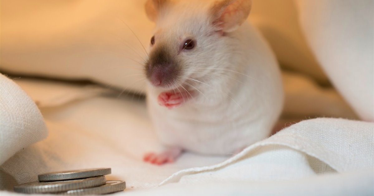 Luis Coloma, el creador del Ratoncito Pérez