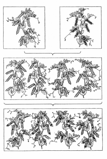 Gregor Mendel, el padre de la genética