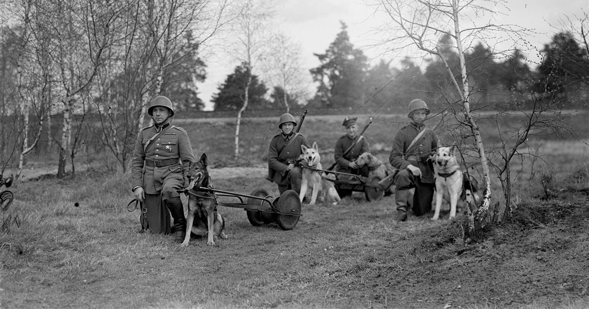 Pelea De Perros De La Primera Guerra Mundial