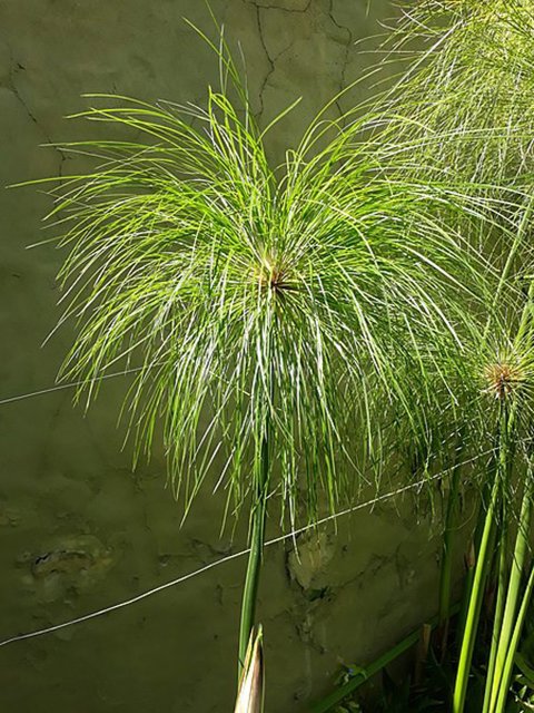 Papiro, el material de los faraones