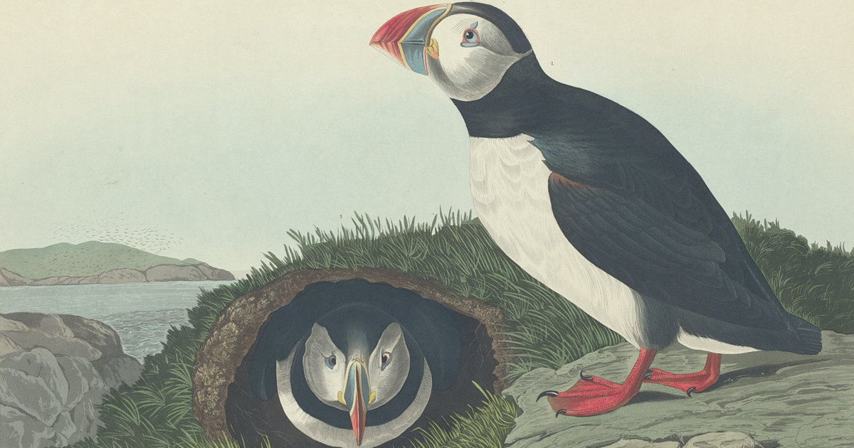 La era del guano: un negocio redondo y cruel