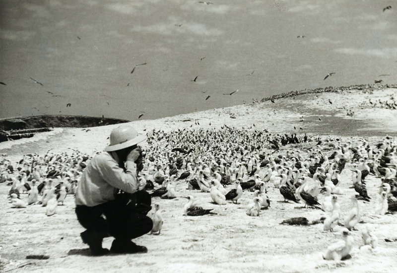 La era del guano: un negocio redondo y cruel