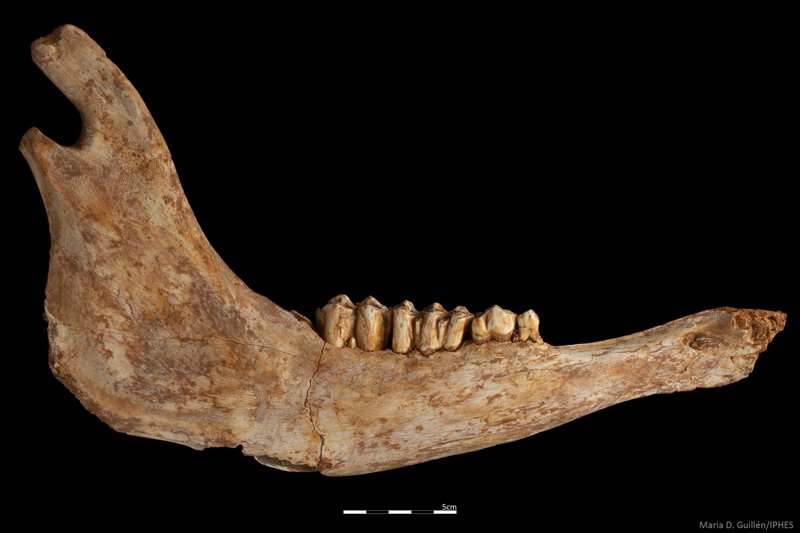 Descubren en Atapuerca los primeros restos de Homo antecessor en veinte ...