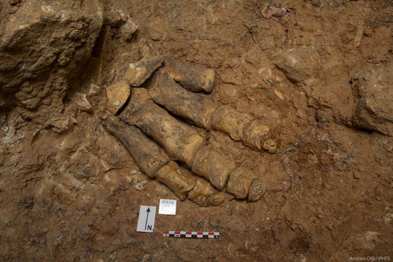 Descubren en Atapuerca los primeros restos de Homo antecessor en veinte ...
