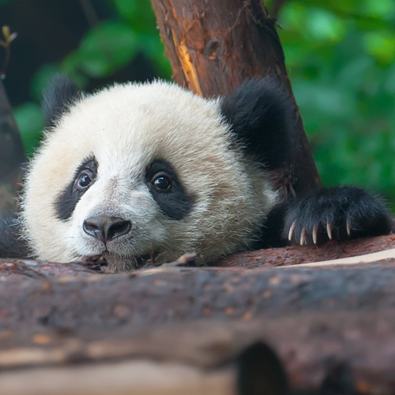 Pandas gigantes: entre la historia y el mito