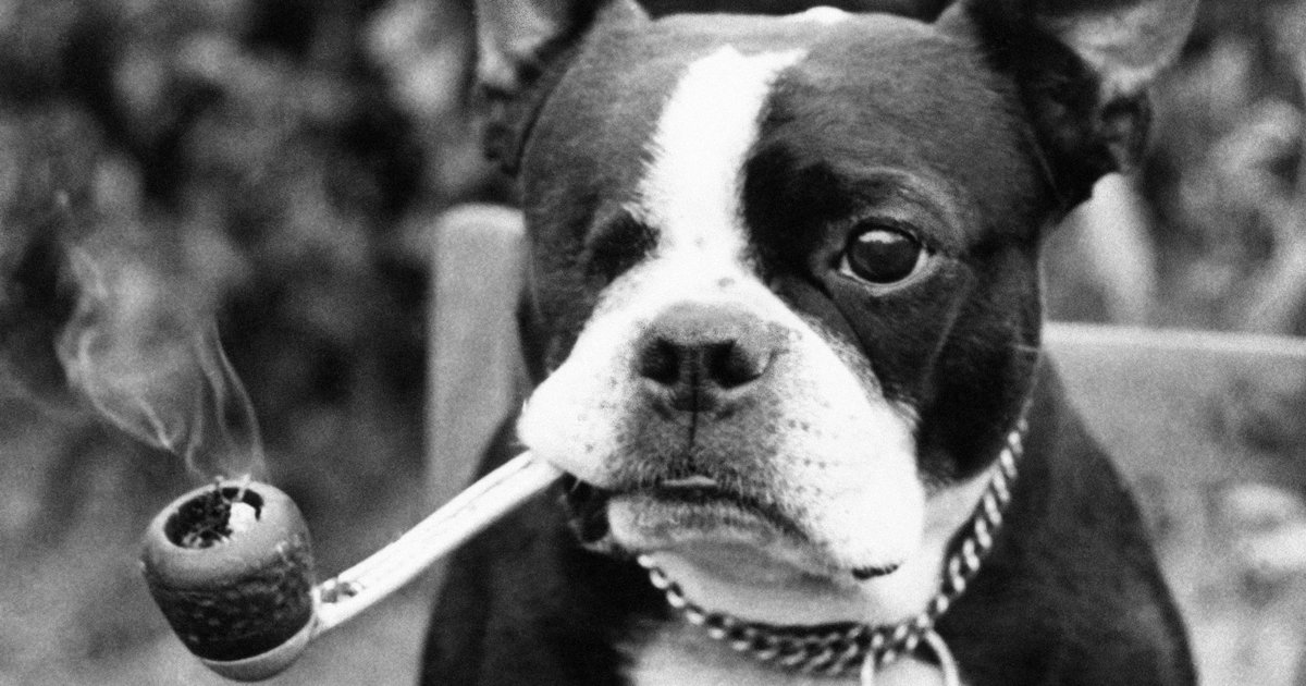 El perro que fumaba con pipa