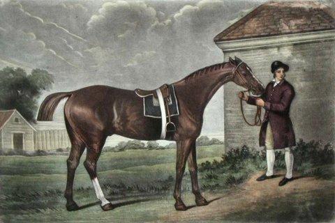 El pura sangre inglés, cómo se creó el caballo más veloz de la historia