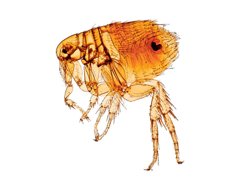 6 claves sobre la peste negra, la mayor asesina de la historia