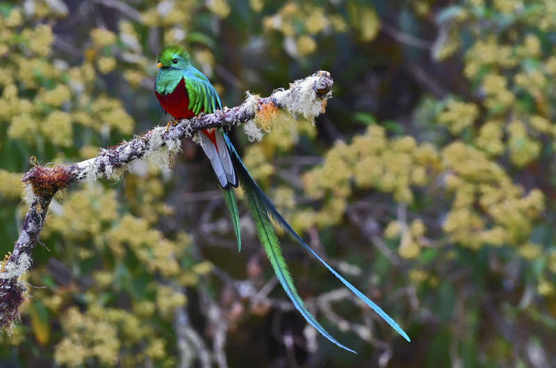 El quetzal, el ave sagrada de mayas y aztecas
