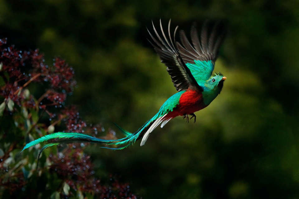 El quetzal, el ave sagrada de mayas y aztecas