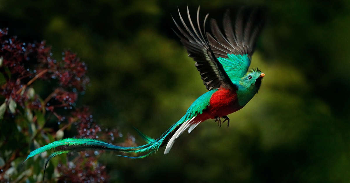 El quetzal, el ave sagrada de mayas y aztecas