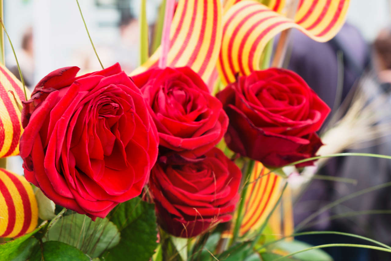 ¿Por qué se regalan rosas en Sant Jordi?