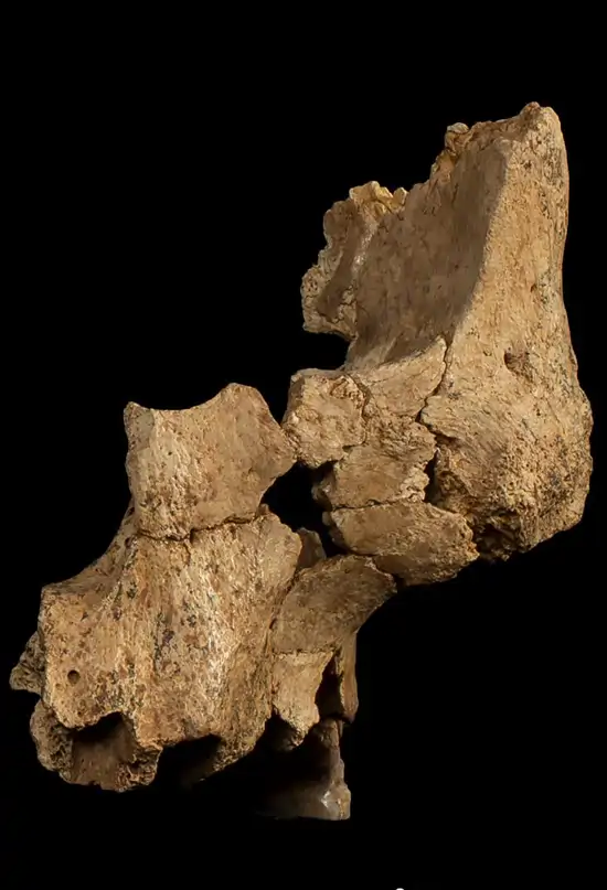 Reportajes y fotografías de Atapuerca en National Geographic Historia
