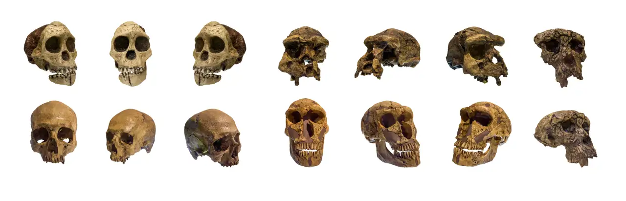 ¿Pudo el Homo sapiens surgir de la unión de dos especies desconocidas ...