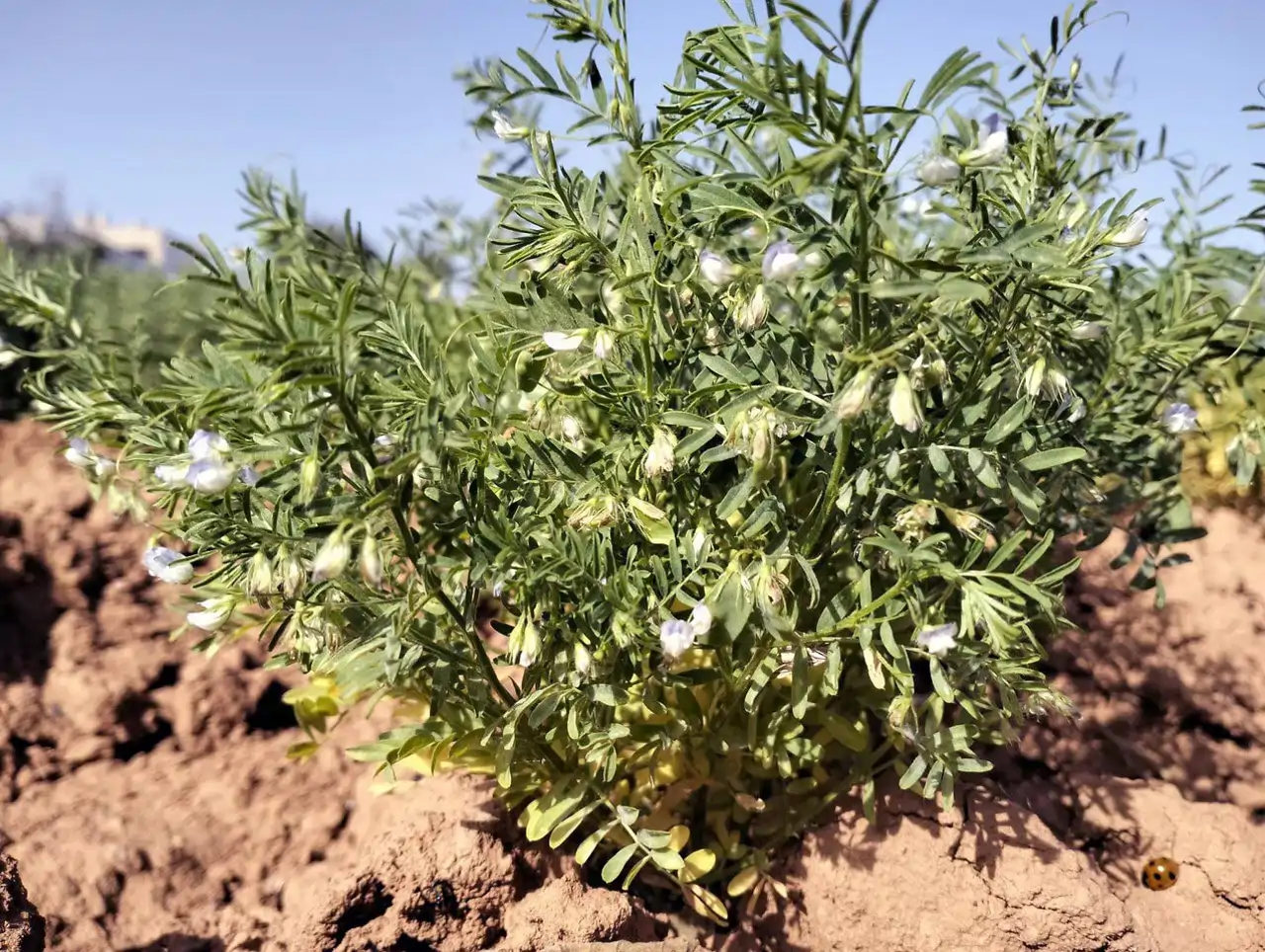 Las lentejas actuales de las islas Canarias descienden de variedades ...