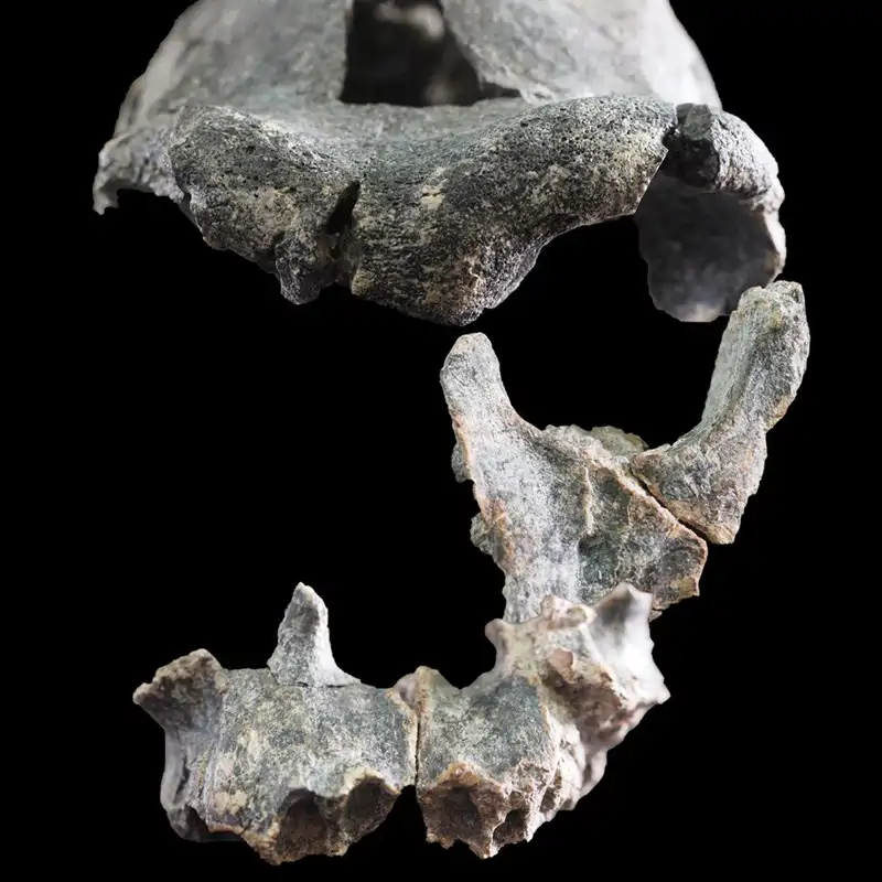 El quetzal, el ave sagrada de mayas y aztecas