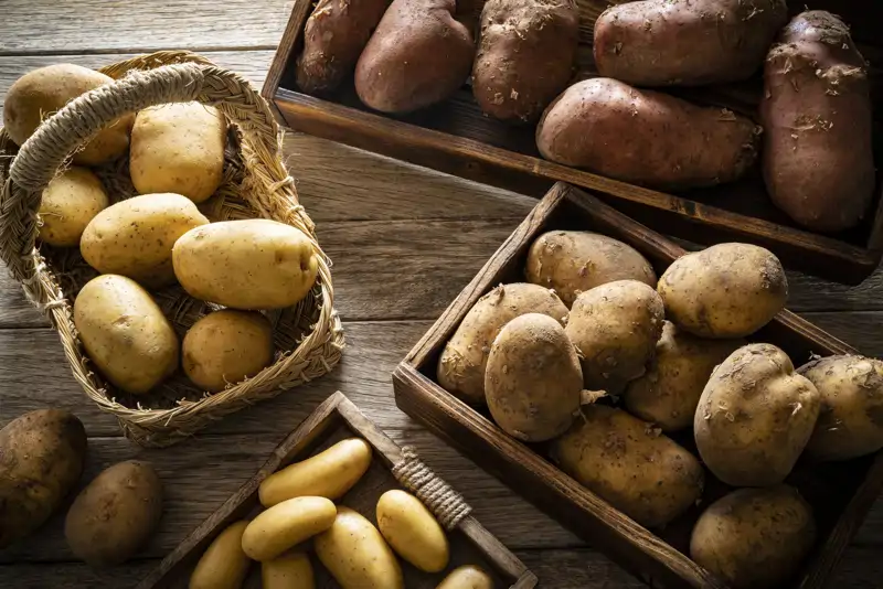La patata cambió el ADN de los andinos: hallan una adaptación genética ...